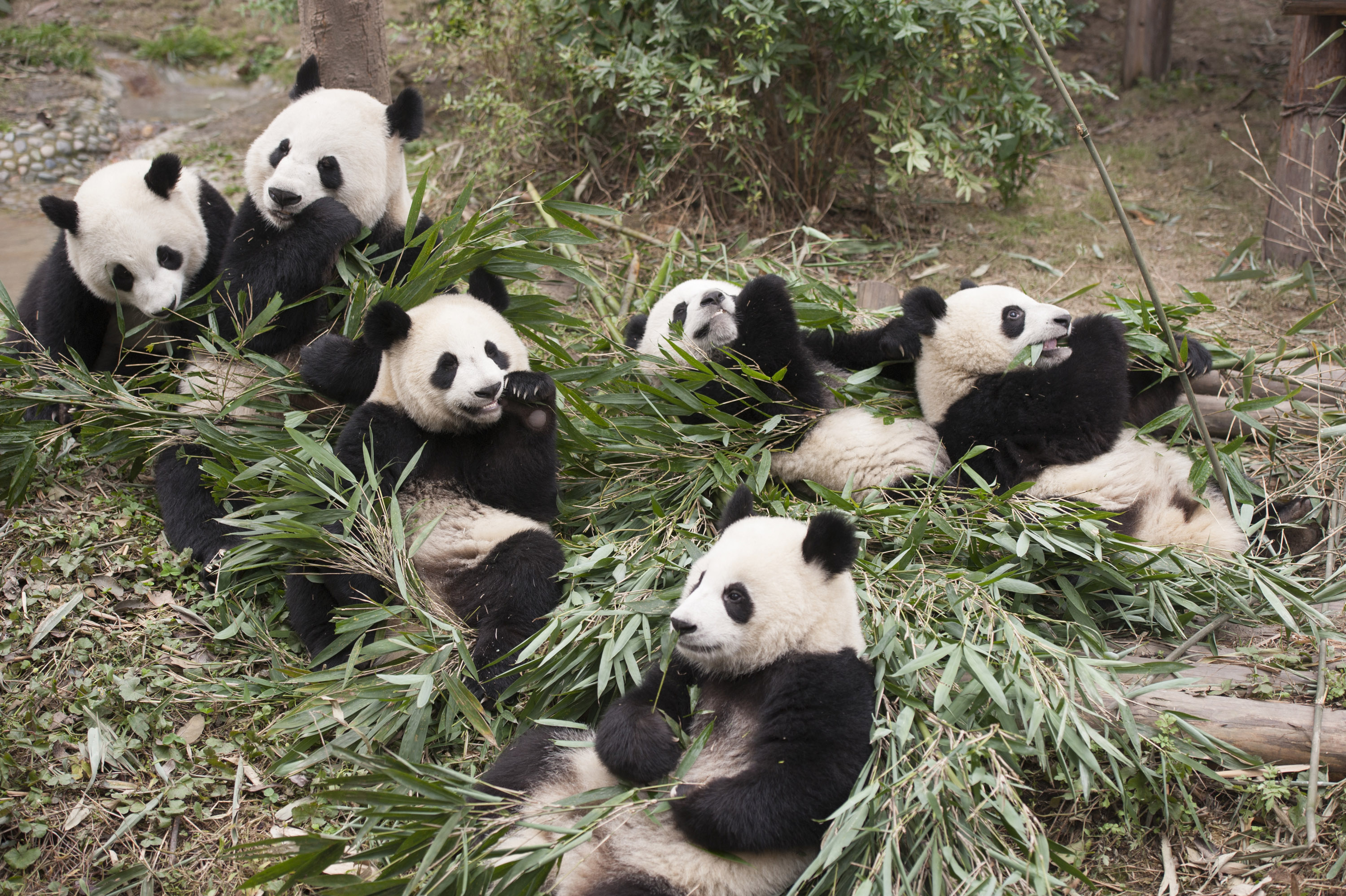 Photos Noted Animal Documentarian Returns With Pandas Front Row