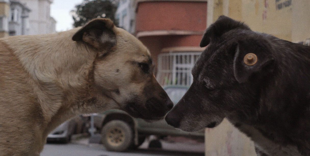 EXCLUSIVE: Filmmaker Makes Her Feature Documentary Debut with 'Stray ...